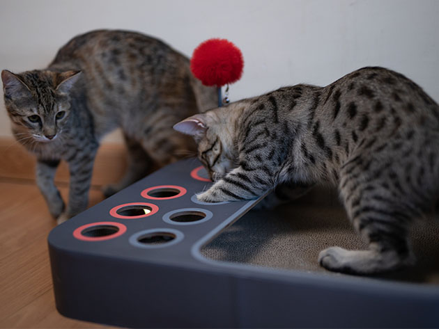 Cheerble Board Game: All-in-One Interactive Toy for Cats | StackSocial